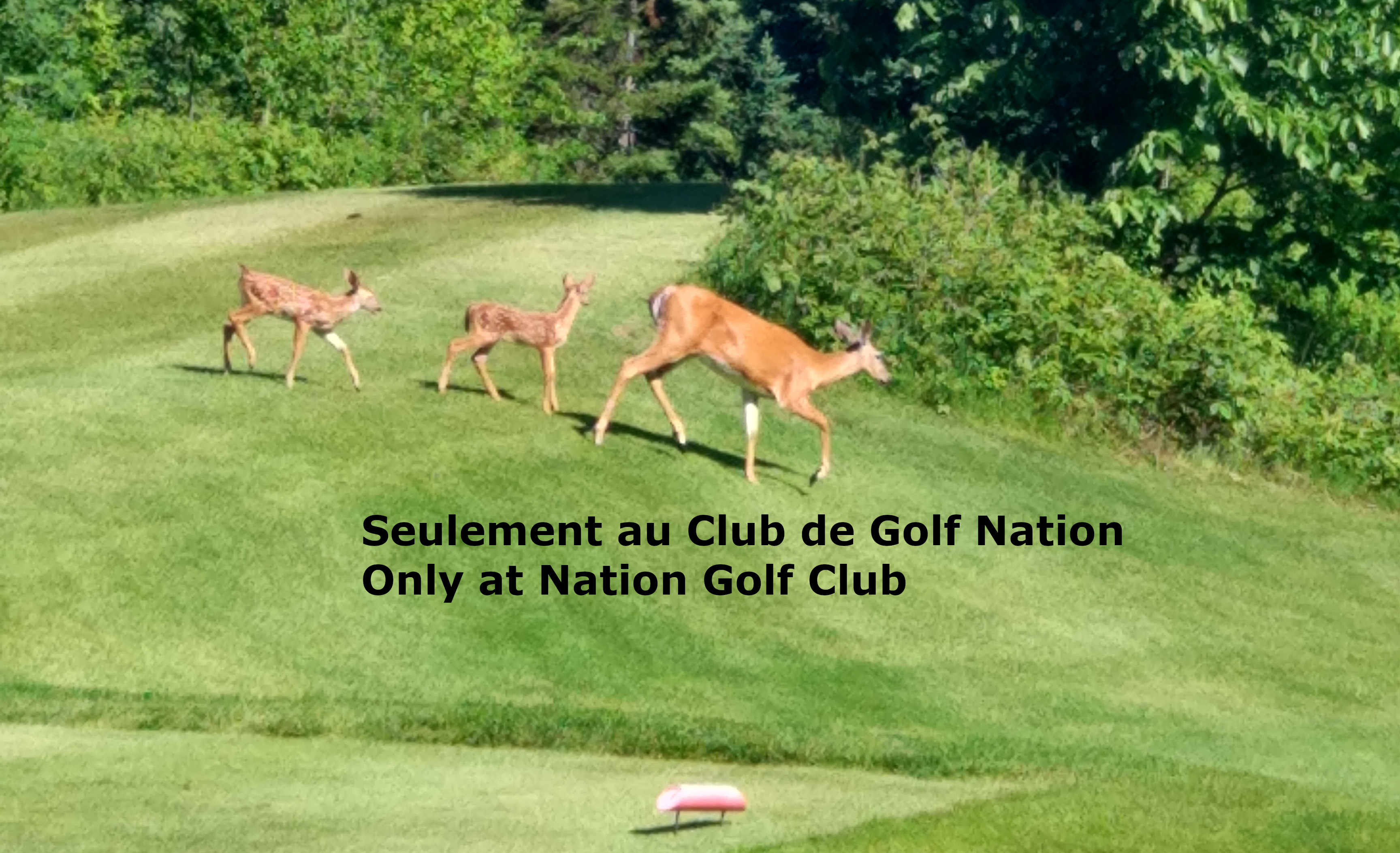 Home - Nation Golf Club